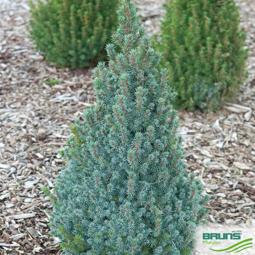 Picea glauca 'Sanders Blue' von Bruns Pflanzen