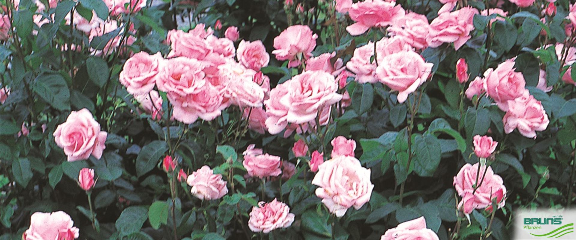 Beetrose 'The Queen Elizabeth Rose' (R) von Bruns Pflanzen