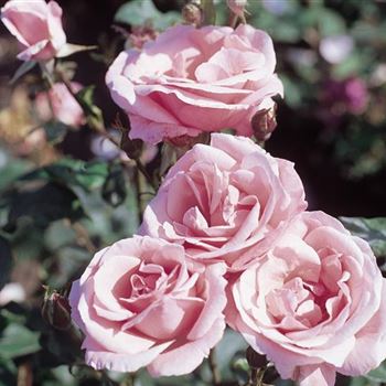 Beetrose 'The Queen Elizabeth Rose' (R) von Bruns Pflanzen