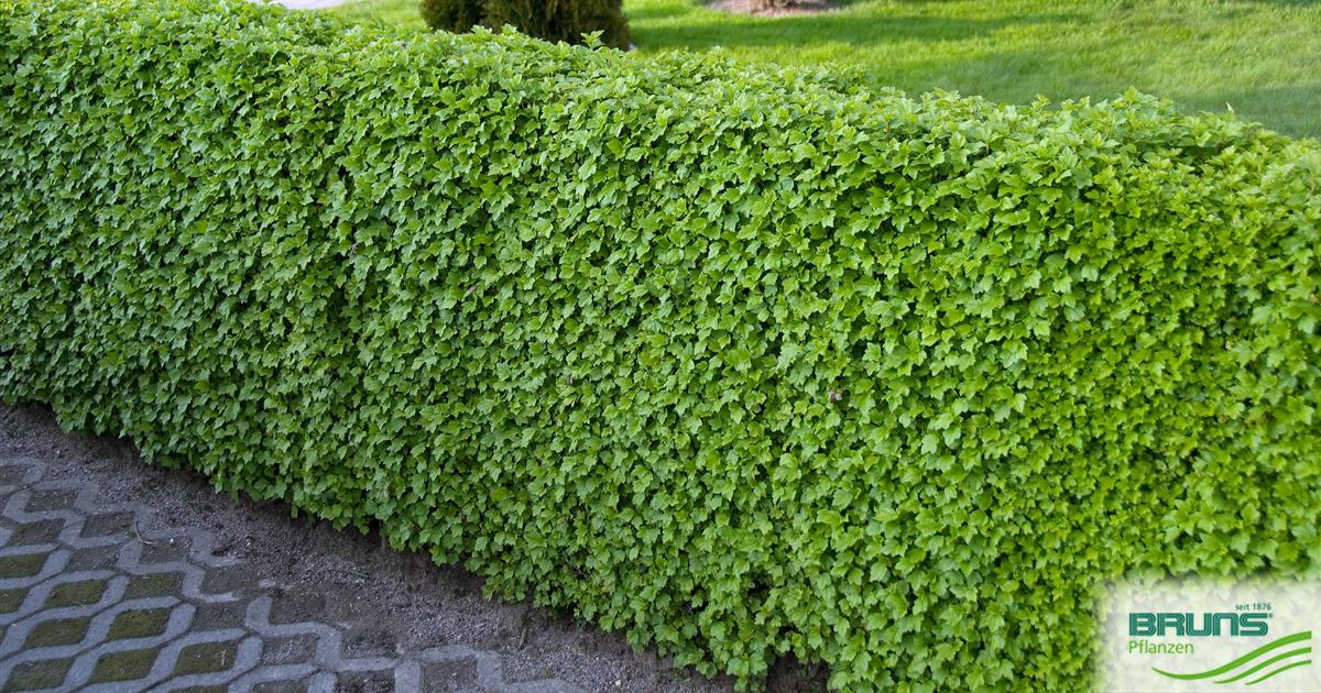 Ribes alpinum 'Schmidt', Alpine currant von Bruns Pflanzen