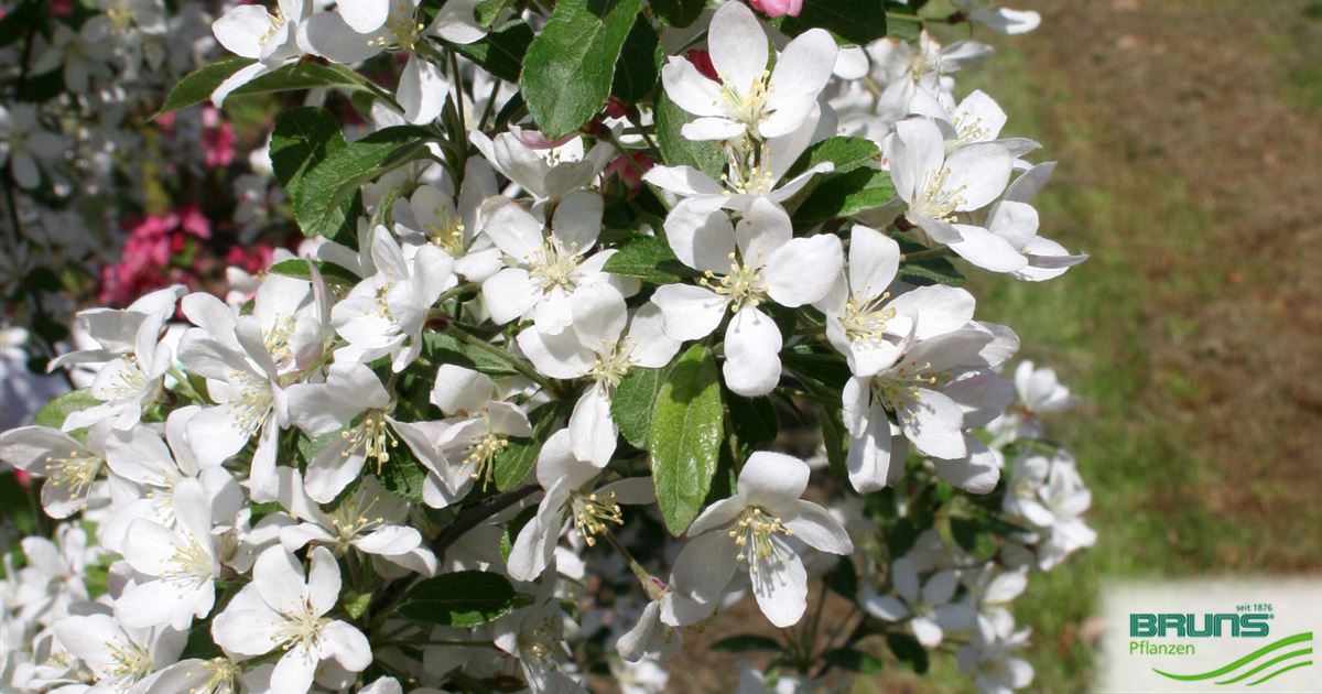 Malus 'Bob White' von Bruns Pflanzen