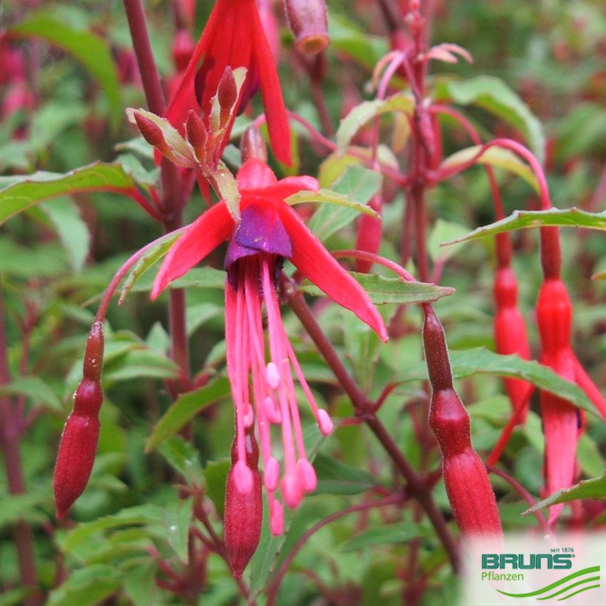 Fuchsia magellanica var. gracilis von Bruns Pflanzen