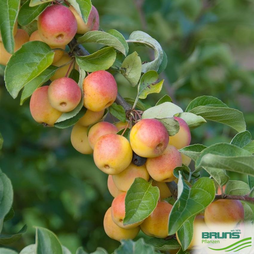 Malus 'Butterball' von Bruns Pflanzen