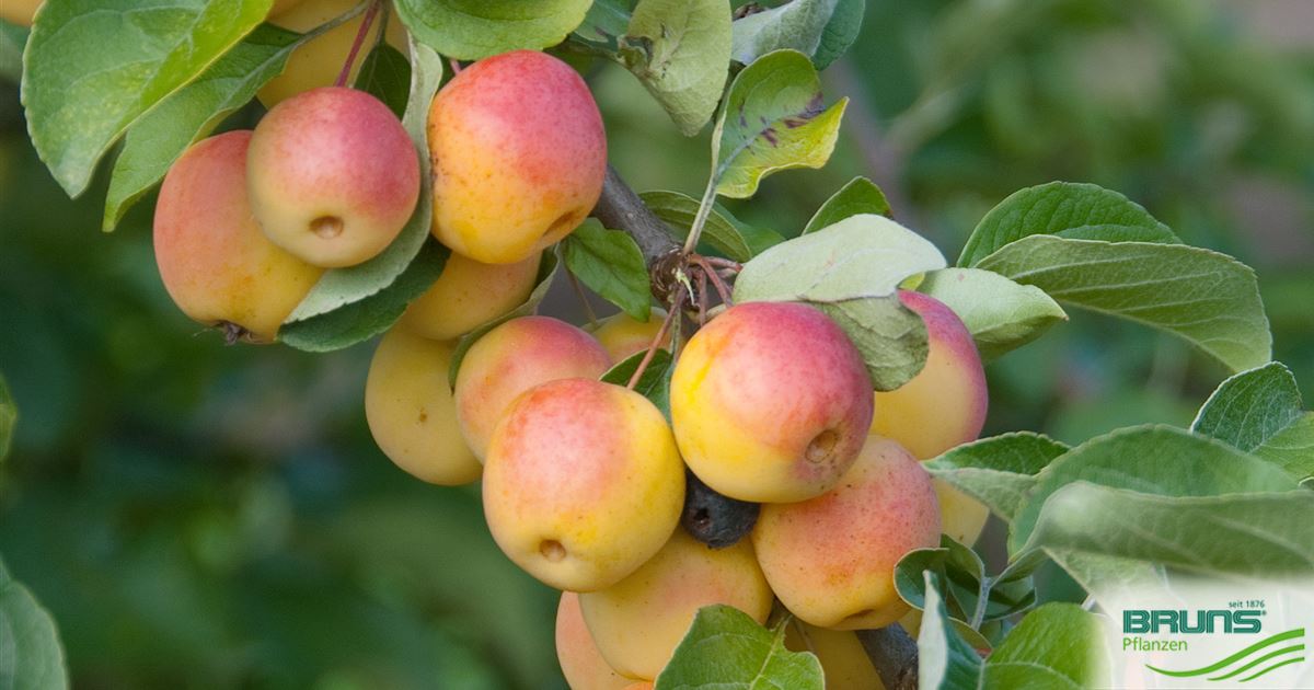 Malus 'Butterball' von Bruns Pflanzen