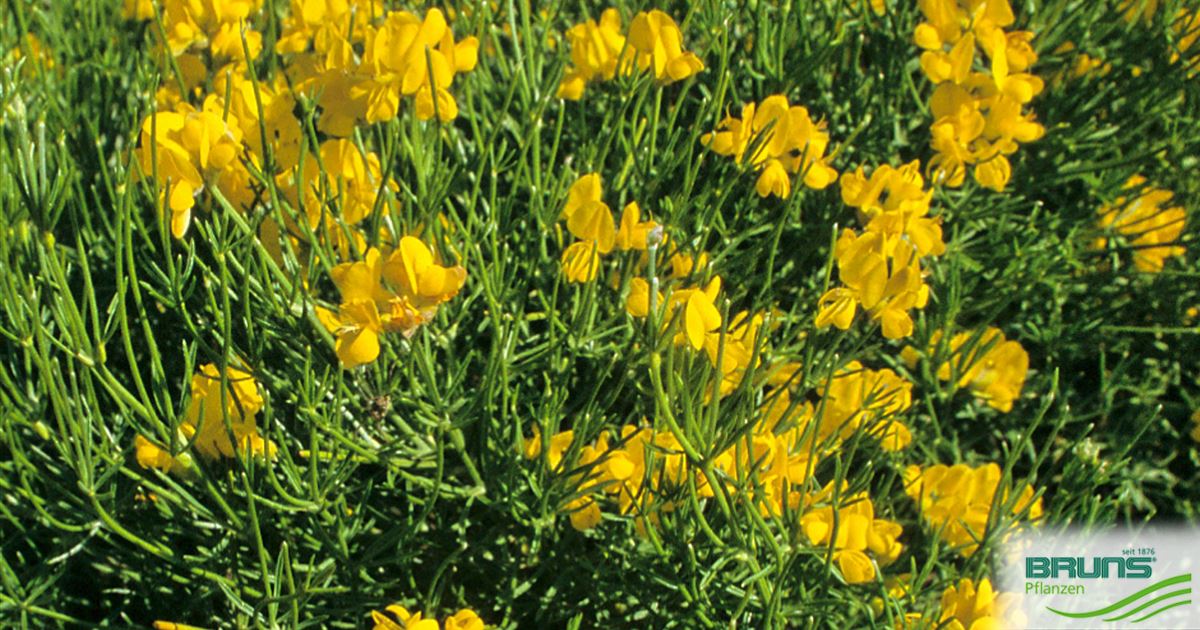 Genista radiata von Bruns Pflanzen