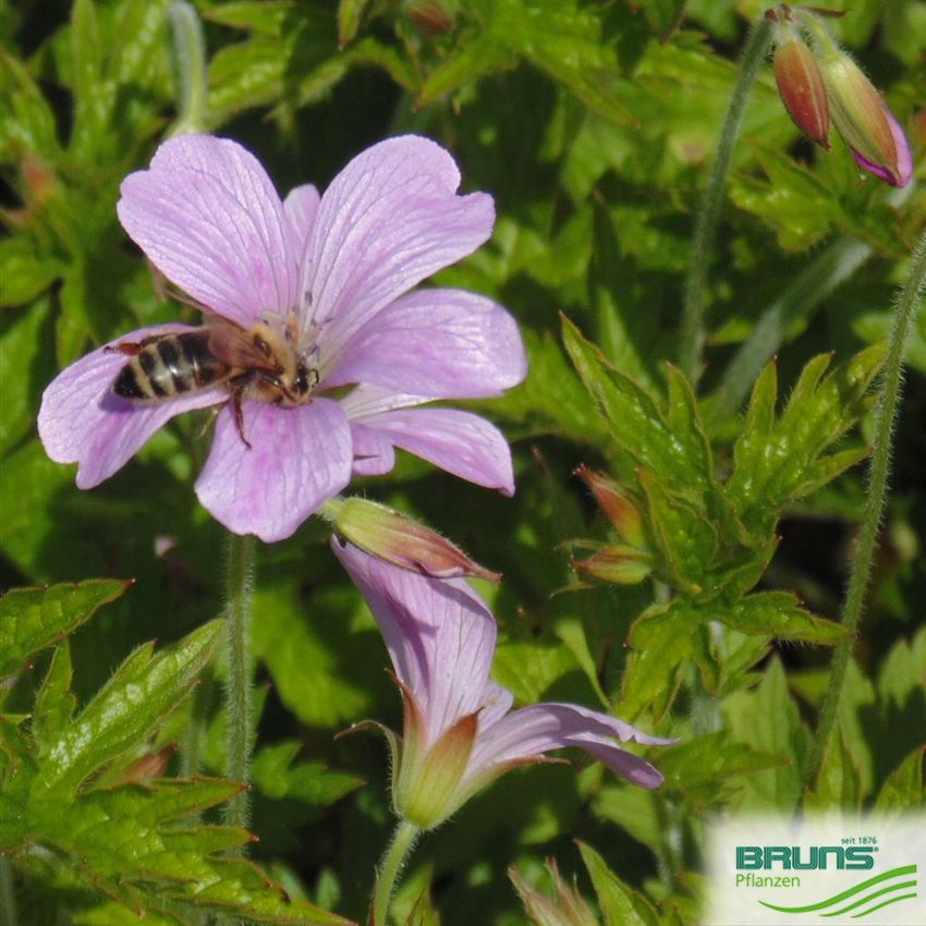 Geranium endressii von Bruns Pflanzen