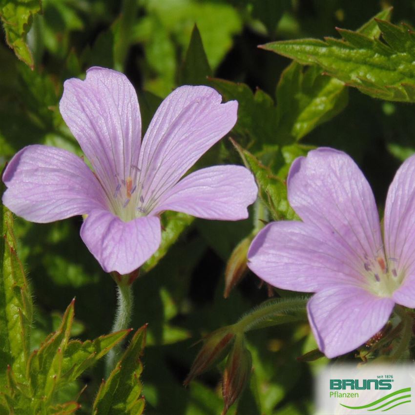 Geranium endressii von Bruns Pflanzen