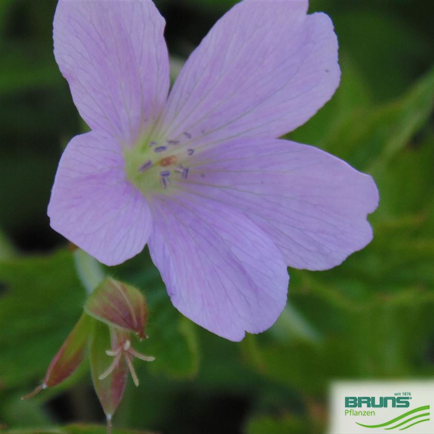 Geranium endressii von Bruns Pflanzen