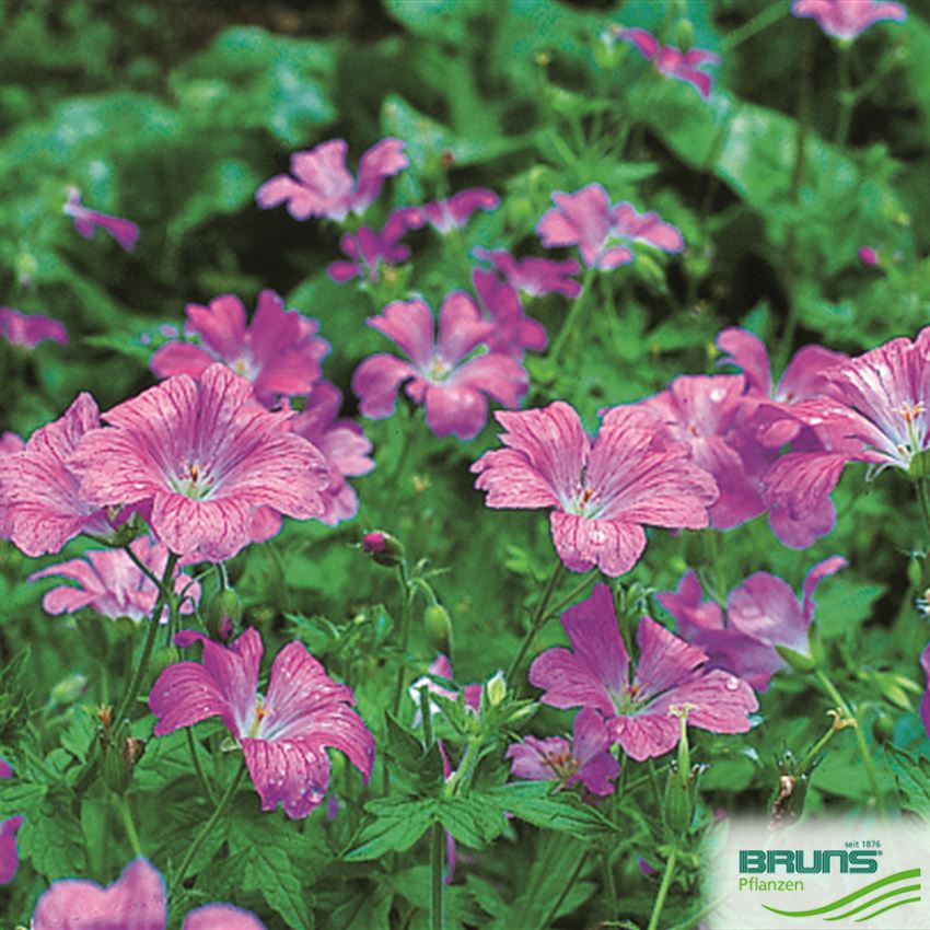 Geranium endressii von Bruns Pflanzen