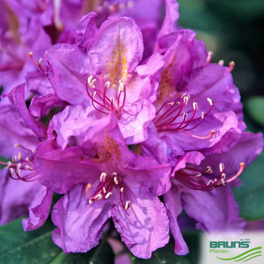 Rhododendron 'Lee's Dark Purple' von Bruns Pflanzen