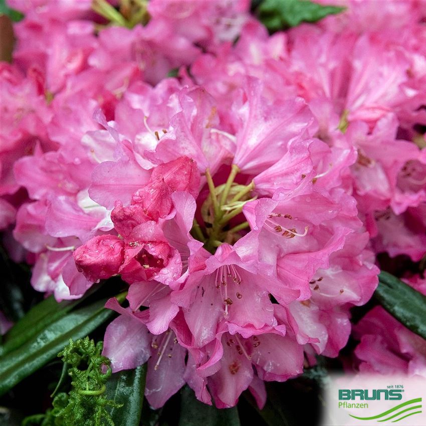 Rhododendron 'Rosa Perle' von Bruns Pflanzen
