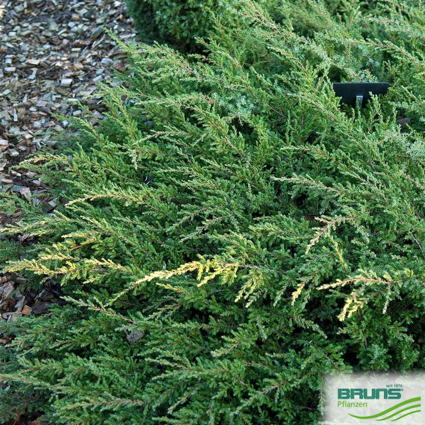 Juniperus communis 'Repanda' von Bruns Pflanzen