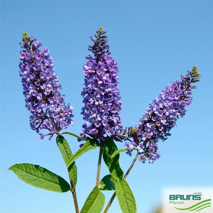 Buddleja 'Empire Blue' von Bruns Pflanzen