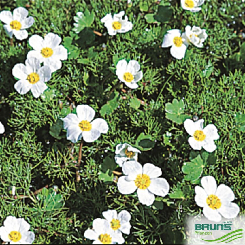 Ranunculus aquatilis, Water Buttercup von Bruns Pflanzen