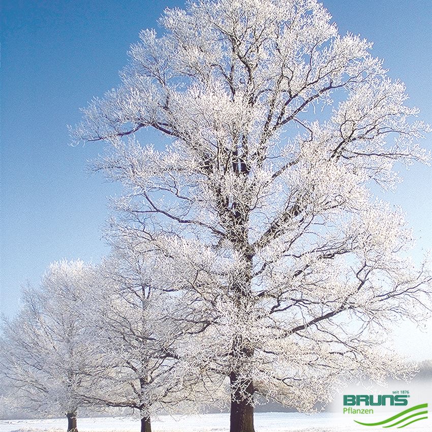 Quercus petraea, Sessile oak von Bruns Pflanzen
