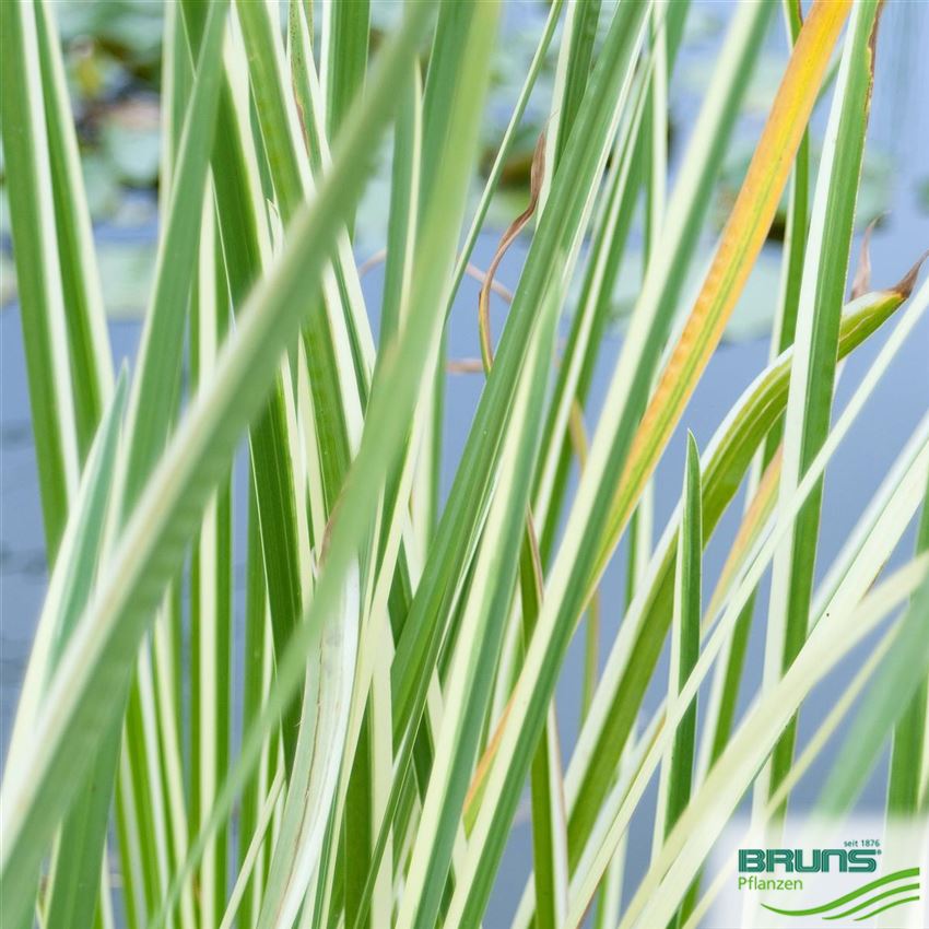 Acorus calamus 'Variegatus' von Bruns Pflanzen