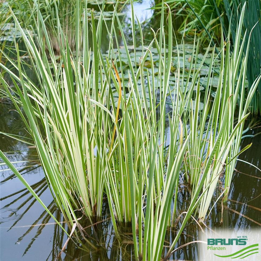 Acorus calamus 'Variegatus' von Bruns Pflanzen