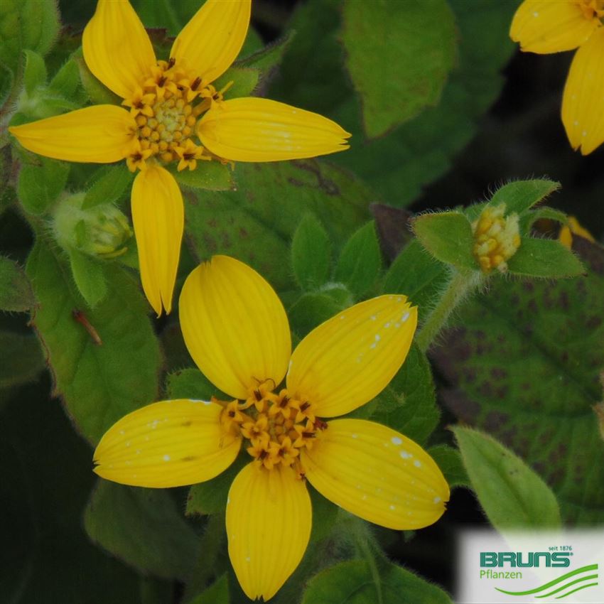 Chrysogonum virginianum von Bruns Pflanzen