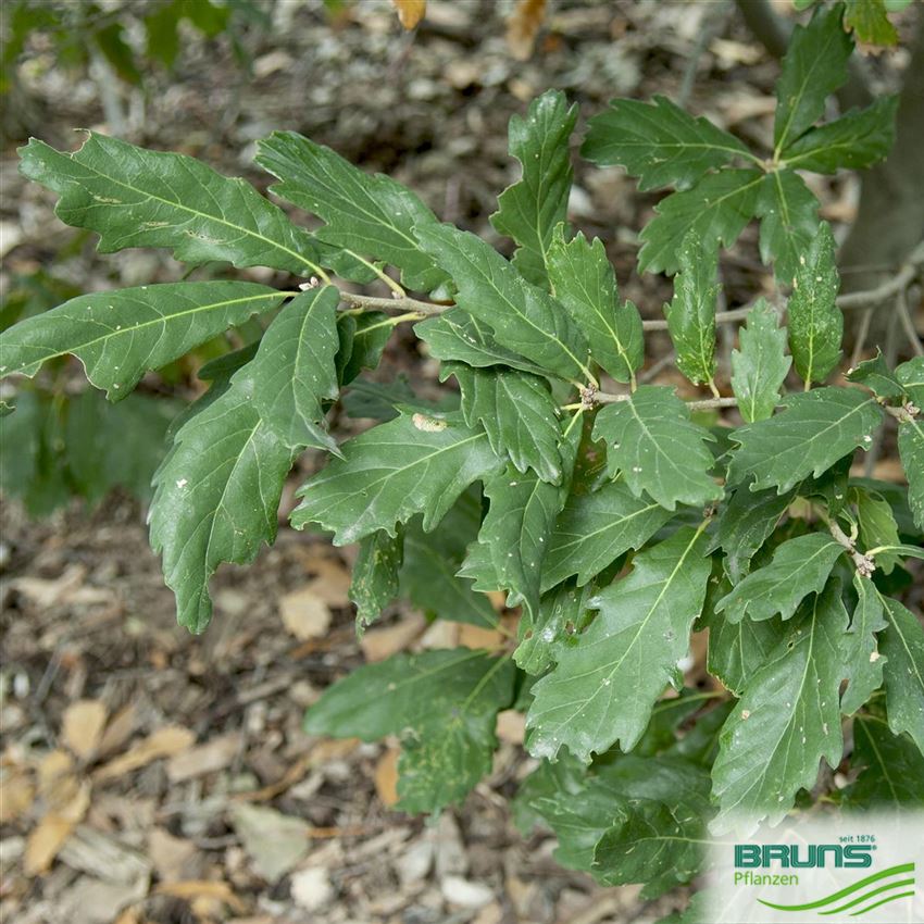 Quercus turneri 'Pseudoturneri', Turner's oak von Bruns Pflanzen