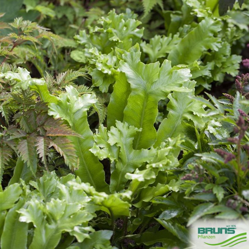 Asplenium scolopendrium von Bruns Pflanzen