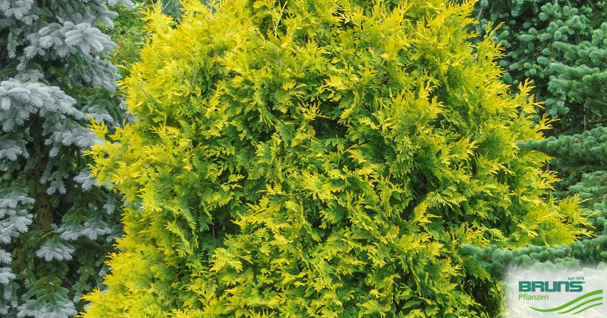 Thuja occidentalis 'Sunkist' von Bruns Pflanzen
