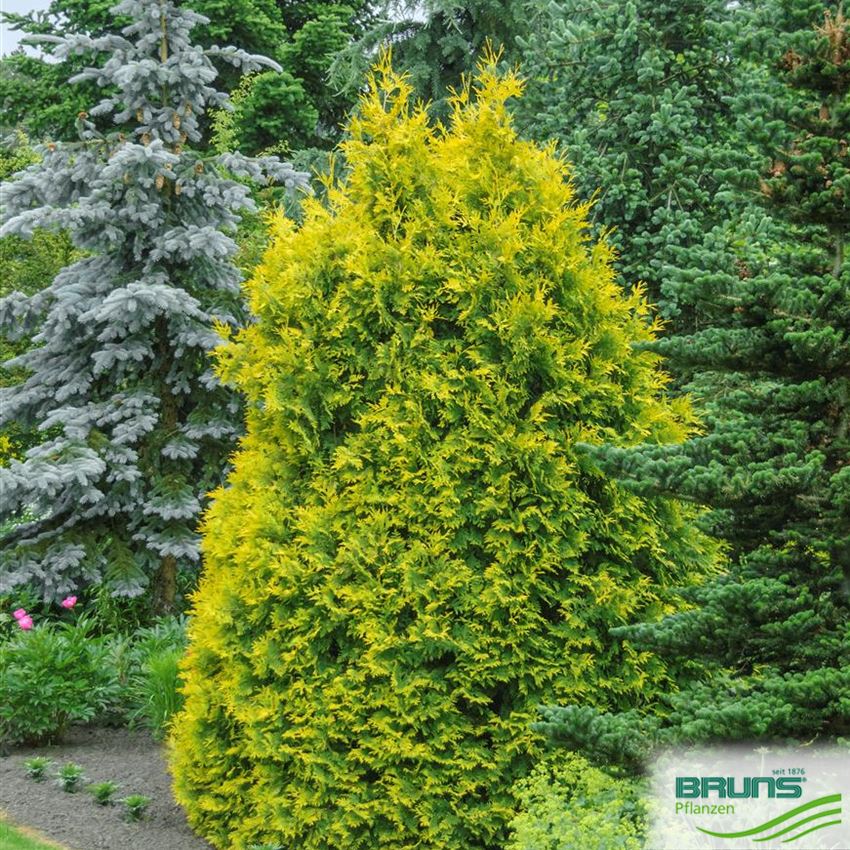 Thuja occidentalis 'Sunkist' von Bruns Pflanzen