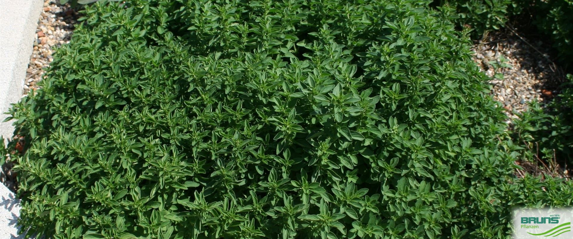 Origanum vulgare 'Compactum' von Bruns Pflanzen