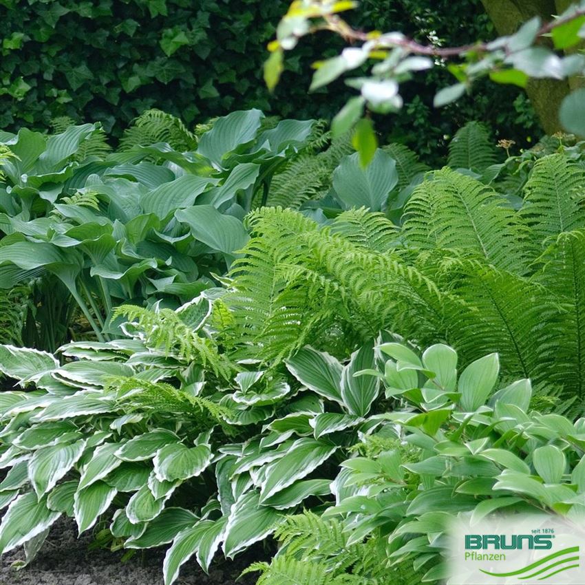 Hosta undulata 'Albomarginata' von Bruns Pflanzen