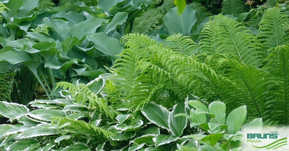 Hosta undulata 'Albomarginata' von Bruns Pflanzen