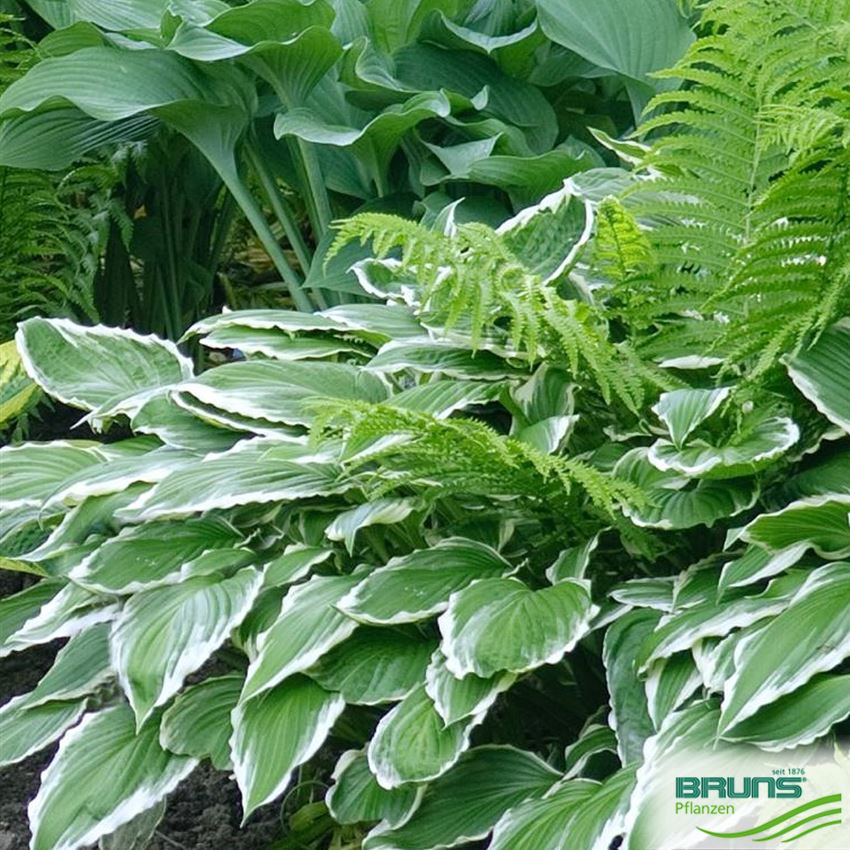 Hosta undulata 'Albomarginata' von Bruns Pflanzen
