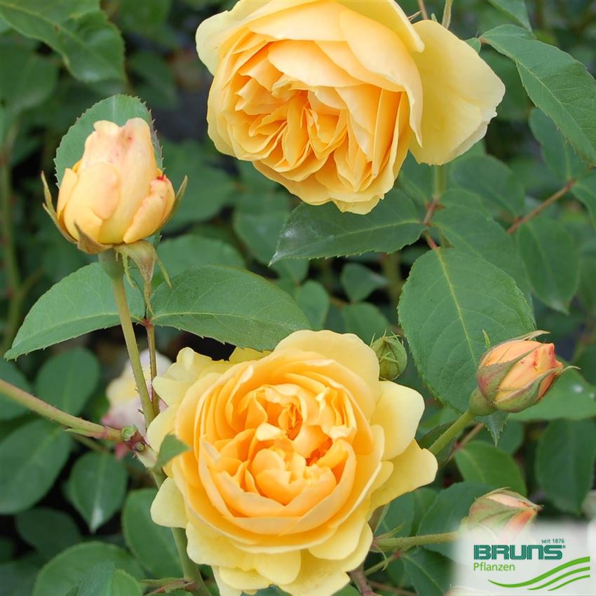 Strauchrose 'Graham Thomas' (R) von Bruns Pflanzen
