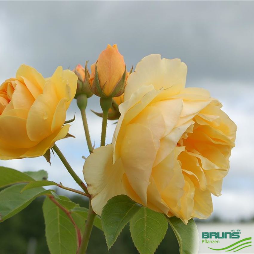 Strauchrose 'Graham Thomas' (R) von Bruns Pflanzen