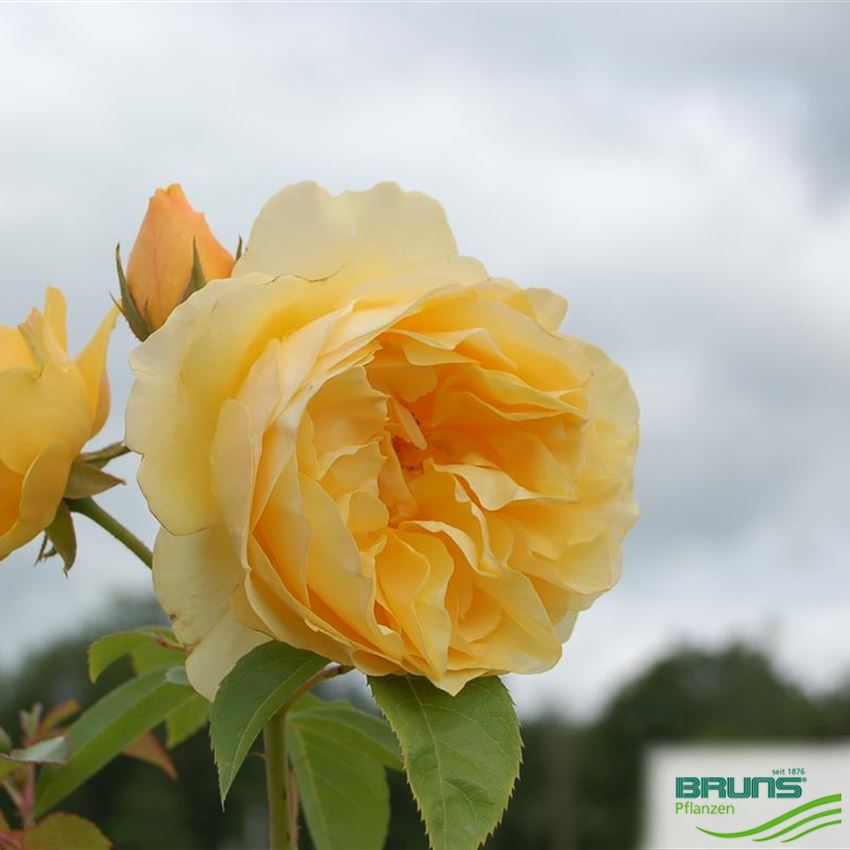 Strauchrose 'Graham Thomas' (R) von Bruns Pflanzen