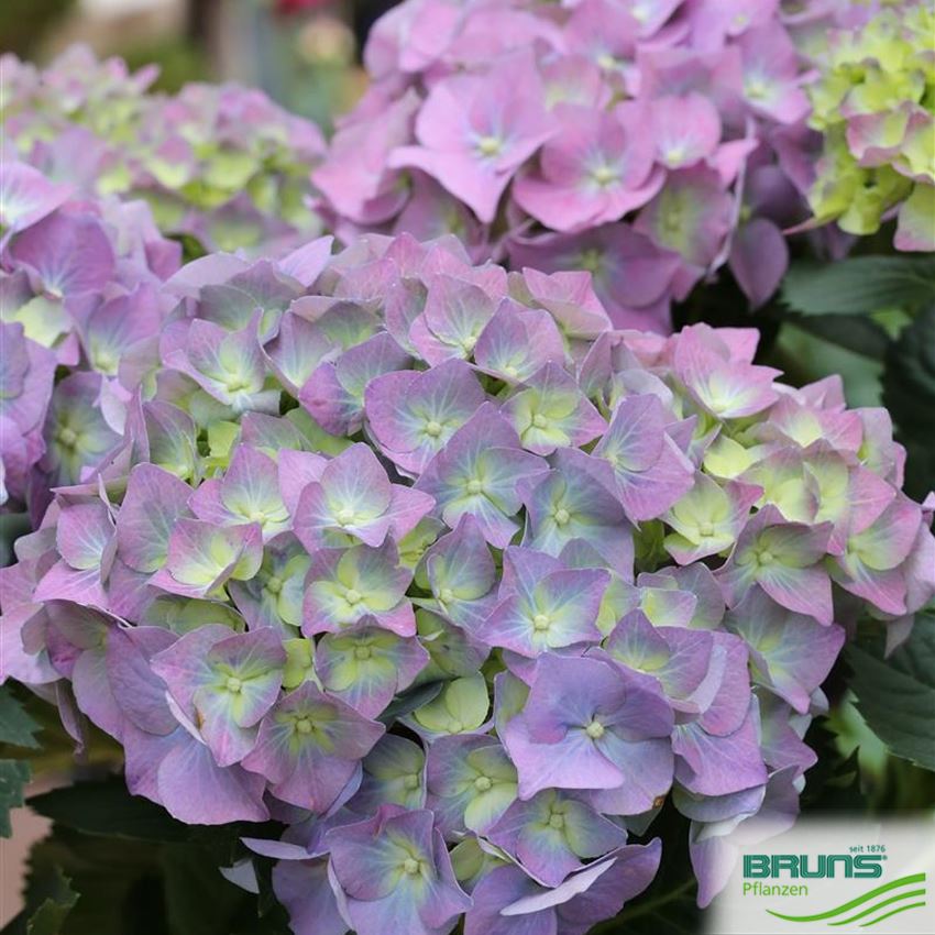 Hydrangea macrophylla 'Bodensee' von Bruns Pflanzen