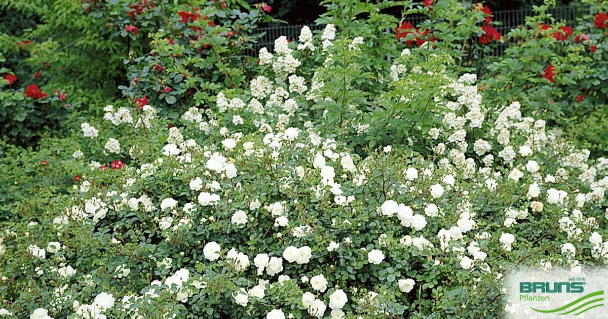 Strauchrose 'Snow Ballet' (R) von Bruns Pflanzen