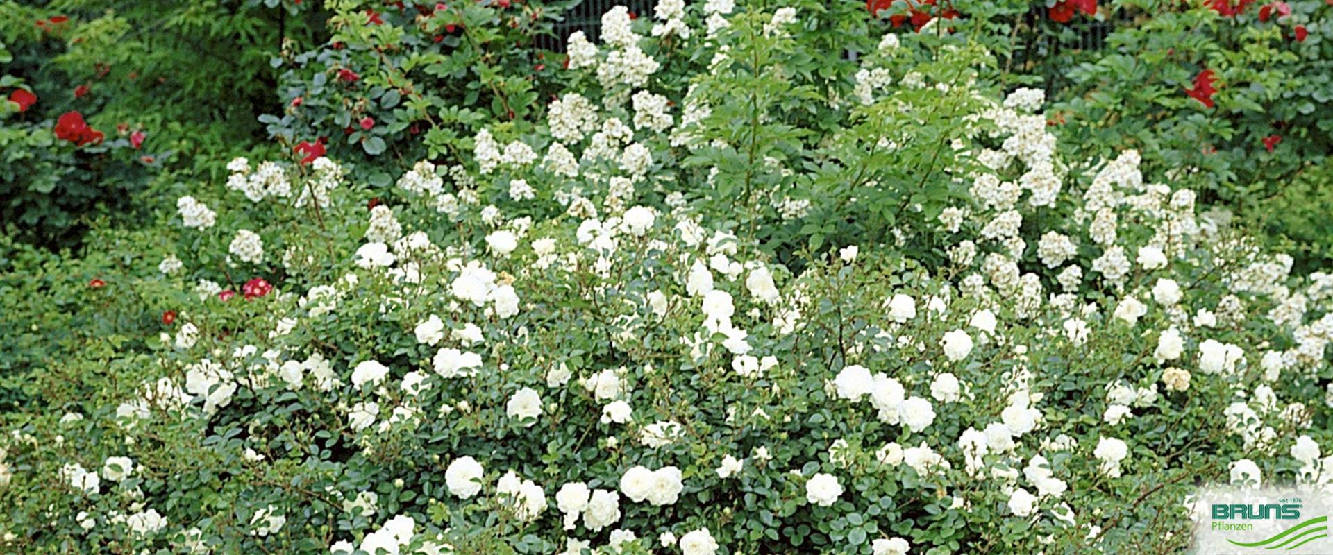 Strauchrose 'Snow Ballet' (R) von Bruns Pflanzen