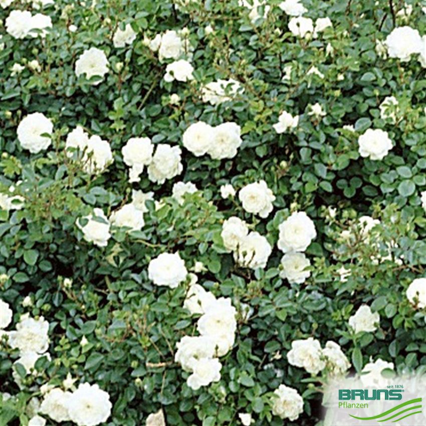 Strauchrose 'Snow Ballet' (R) von Bruns Pflanzen