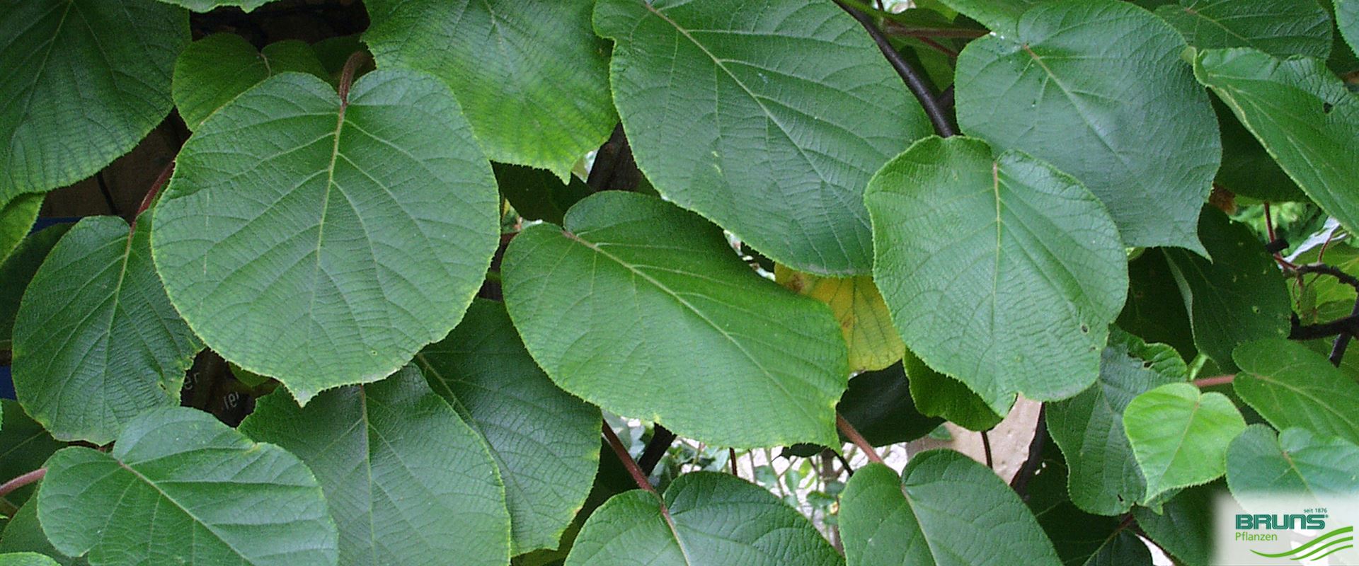 Actinidia chinensis, Chinesischer Strahlengriffel, Kiwi von Bruns Pflanzen