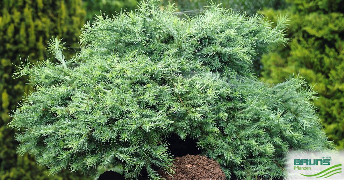 Larix kaempferi 'Blue Dwarf' von Bruns Pflanzen