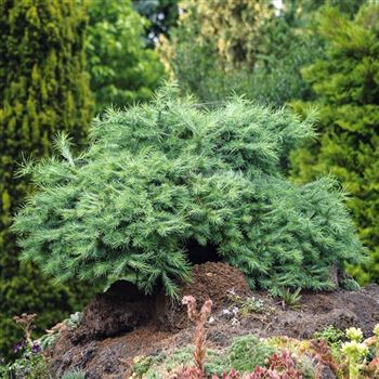 Larix kaempferi 'Blue Dwarf' von Bruns Pflanzen