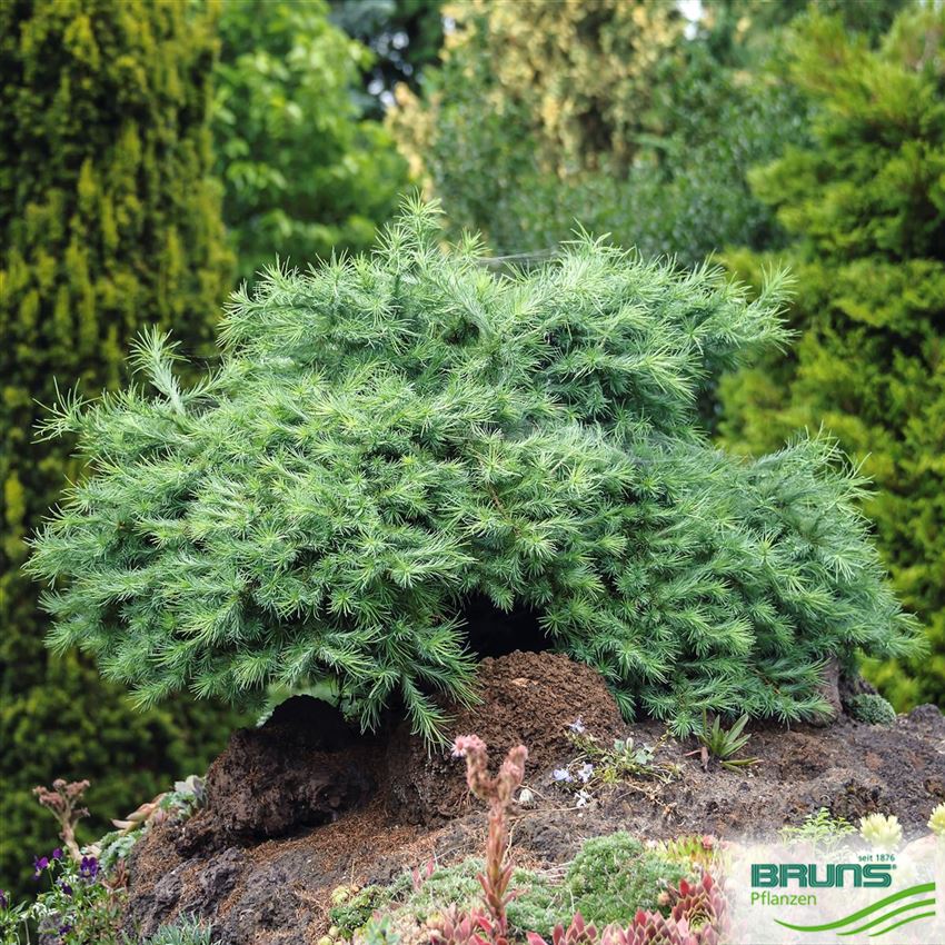 Larix kaempferi 'Blue Dwarf' von Bruns Pflanzen