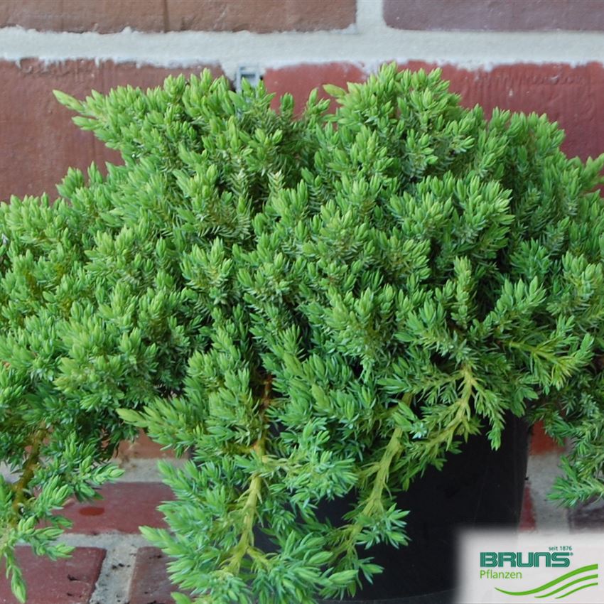 Juniperus procumbens 'Nana' von Bruns Pflanzen