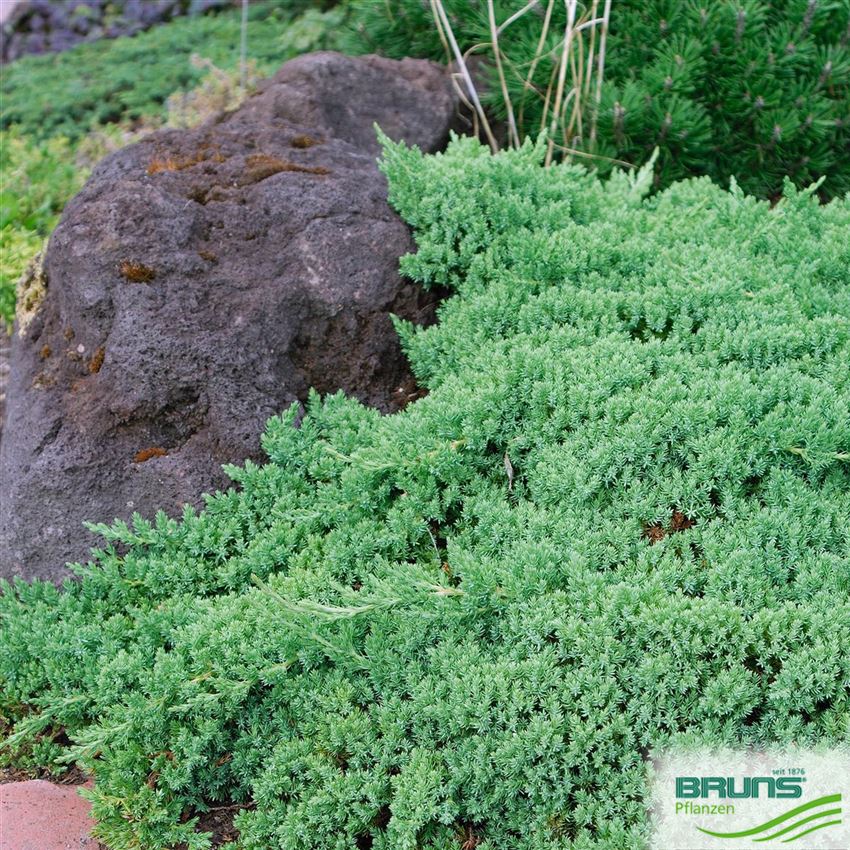 Juniperus procumbens 'Nana' von Bruns Pflanzen