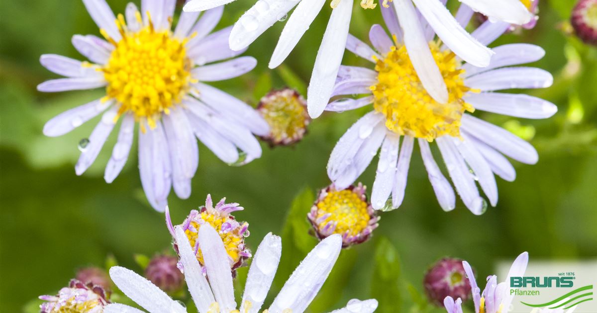 Aster ageratoides 'Asran' von Bruns Pflanzen