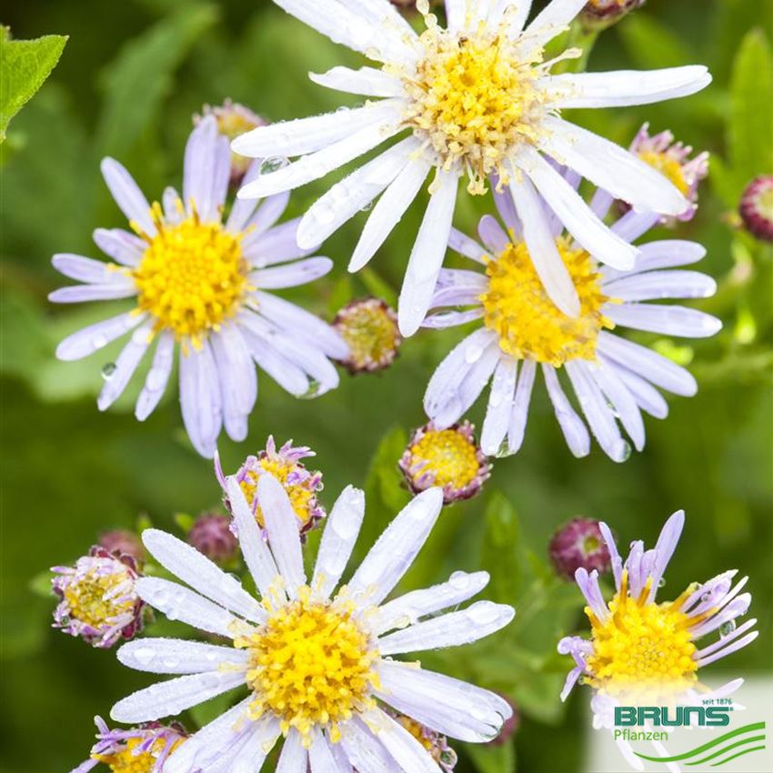 Aster ageratoides 'Asran' von Bruns Pflanzen