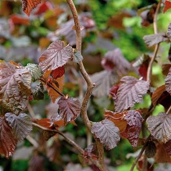 Corylus avellana 'Red Majestic' (R) von Bruns Pflanzen