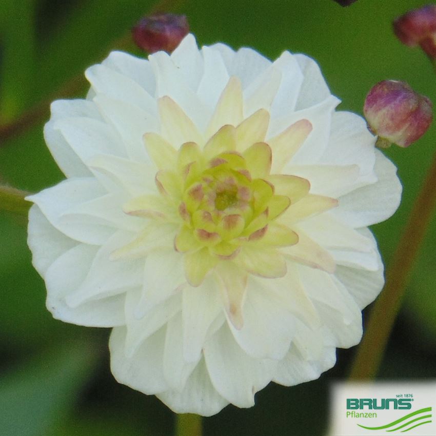 Ranunculus aconitifolius 'Pleniflorus', Aconite-leaved Buttercup von ...