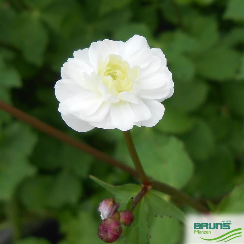 Ranunculus aconitifolius 'Pleniflorus', Aconite-leaved Buttercup von ...