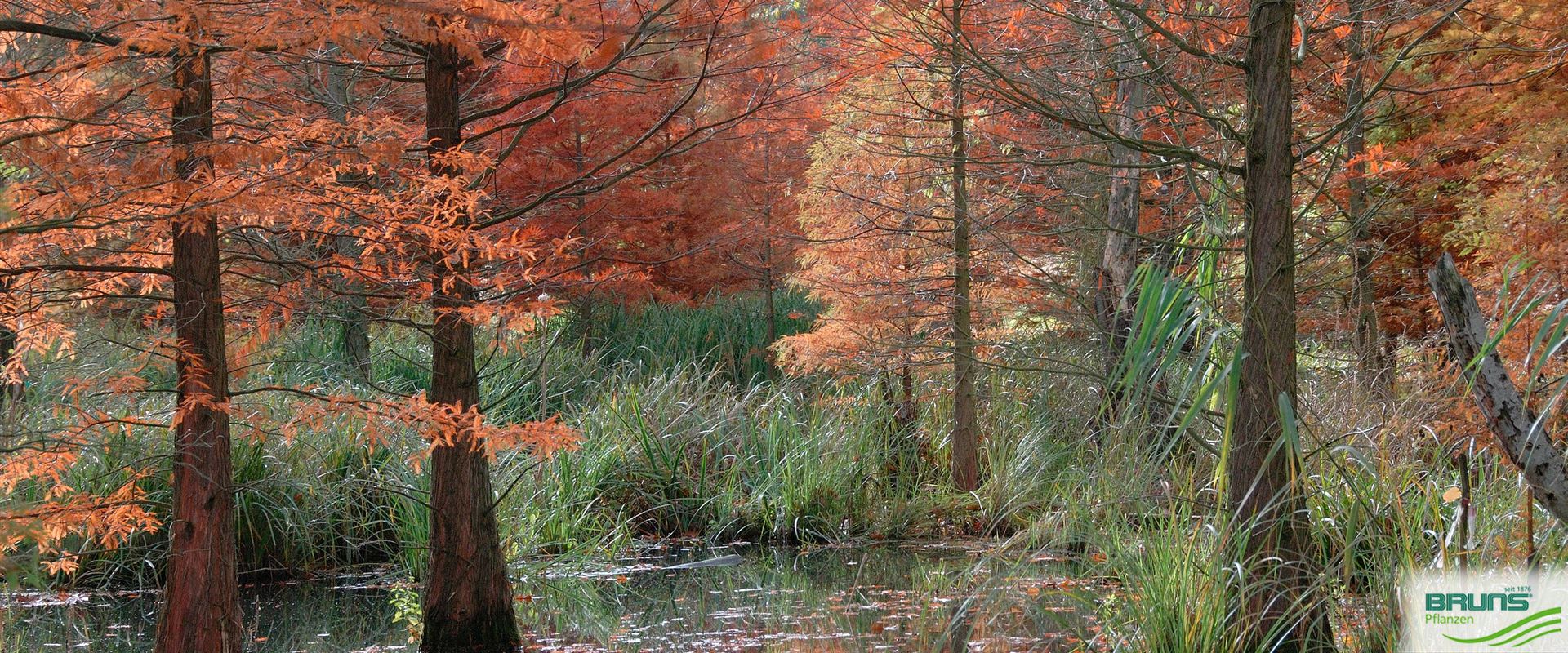 Taxodium distichum, Deciduous cypress, swamp cypress von Bruns Pflanzen