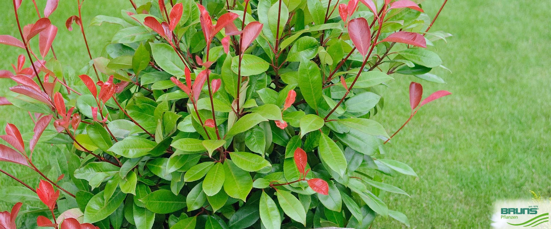 Photinia 'Red Robin' von Bruns Pflanzen